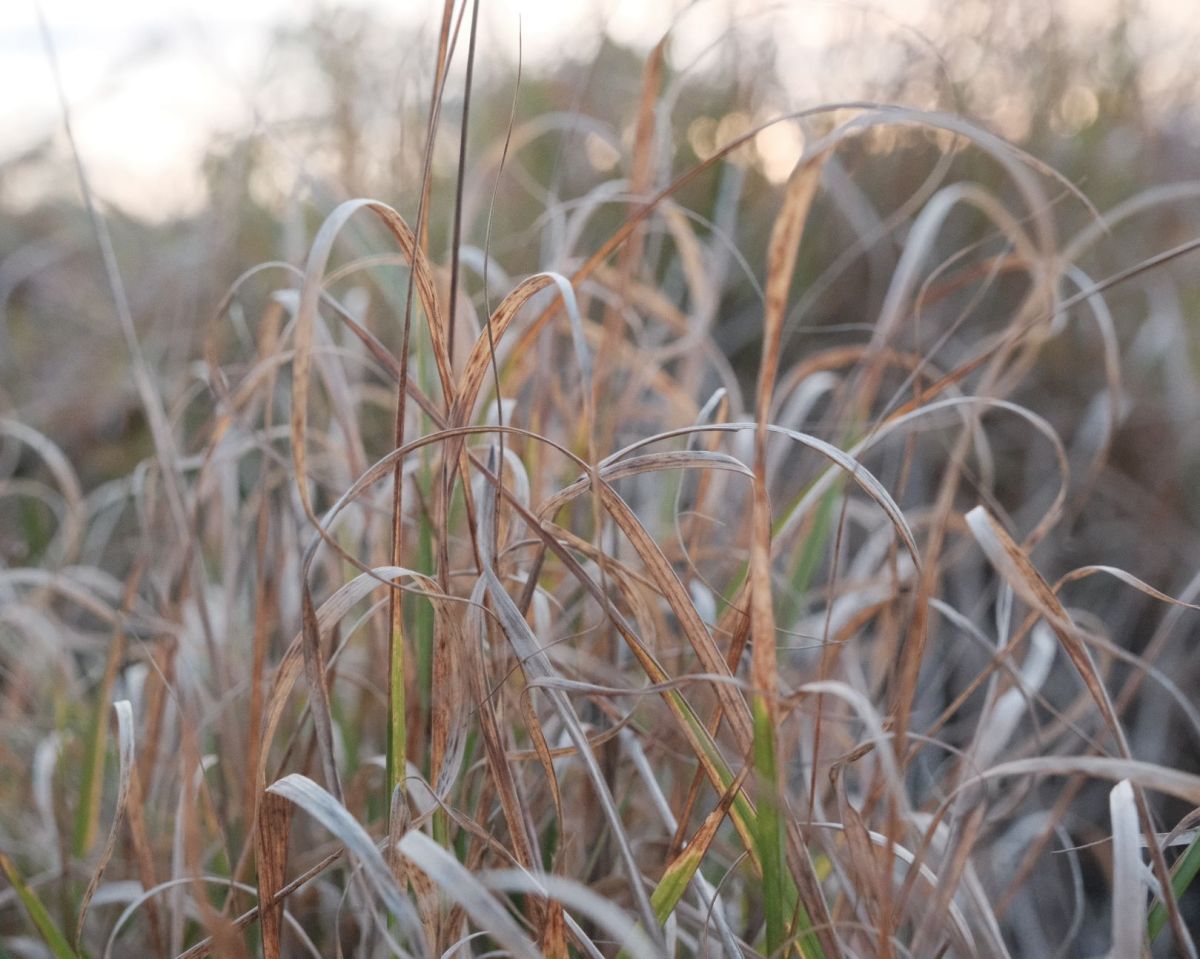 Soft Chrome for Gentle Natural Tones – Film Recipes for Fujifilm Cameras