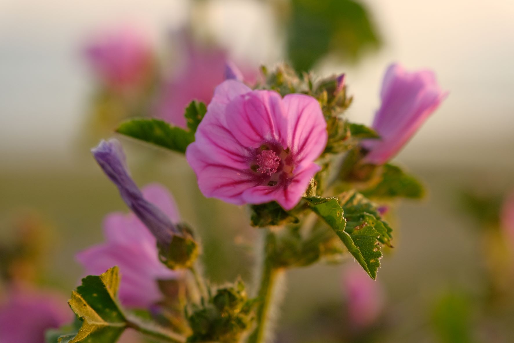 Astia Geographic, for Landscape & Nature – Film Recipes for Fujifilm ...