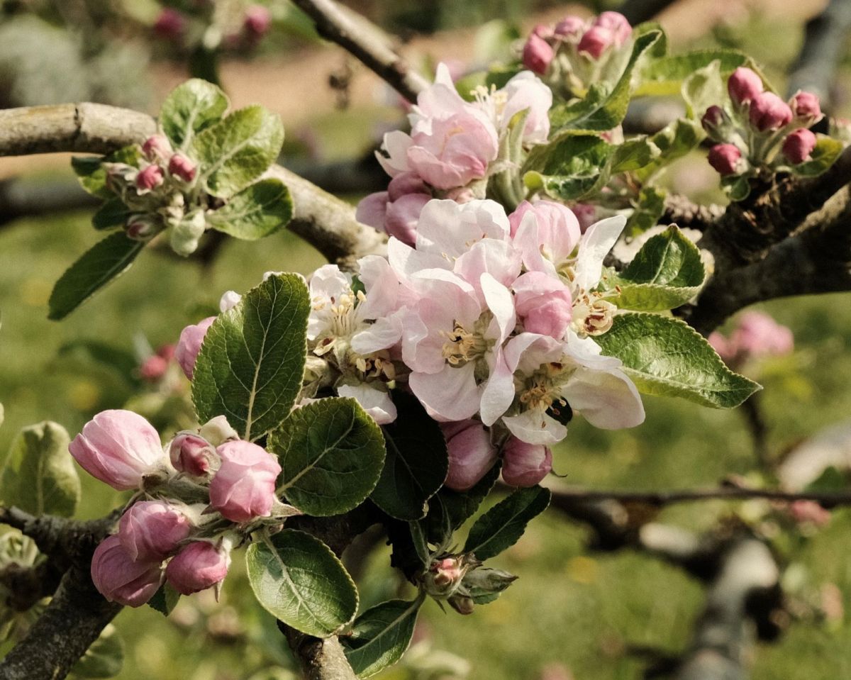 Nostalgic Film Recipes – Film Recipes for Fujifilm Cameras