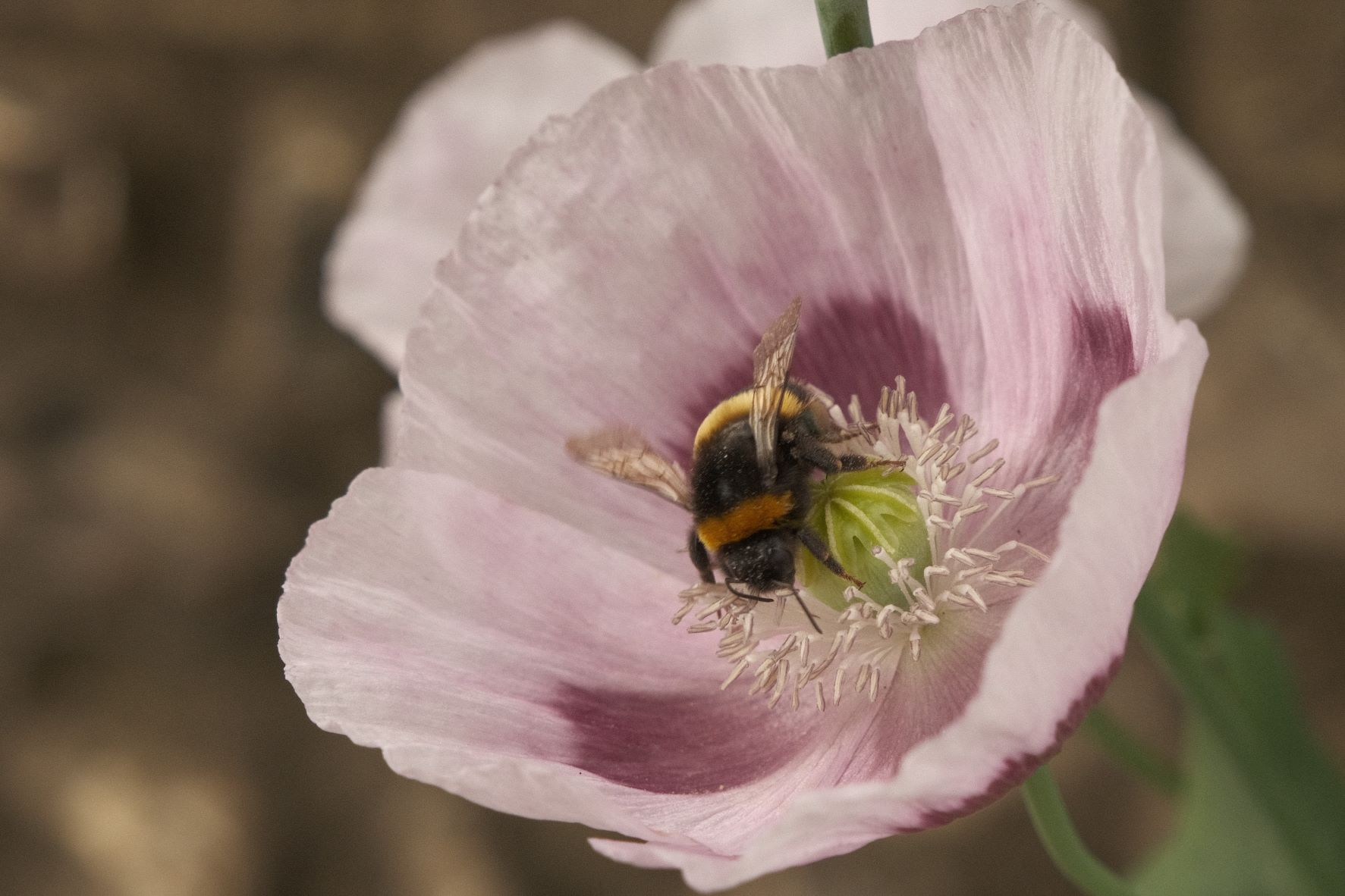 Great Plains, Eterna Recipe for Landscapes – Film Recipes for Fujifilm ...