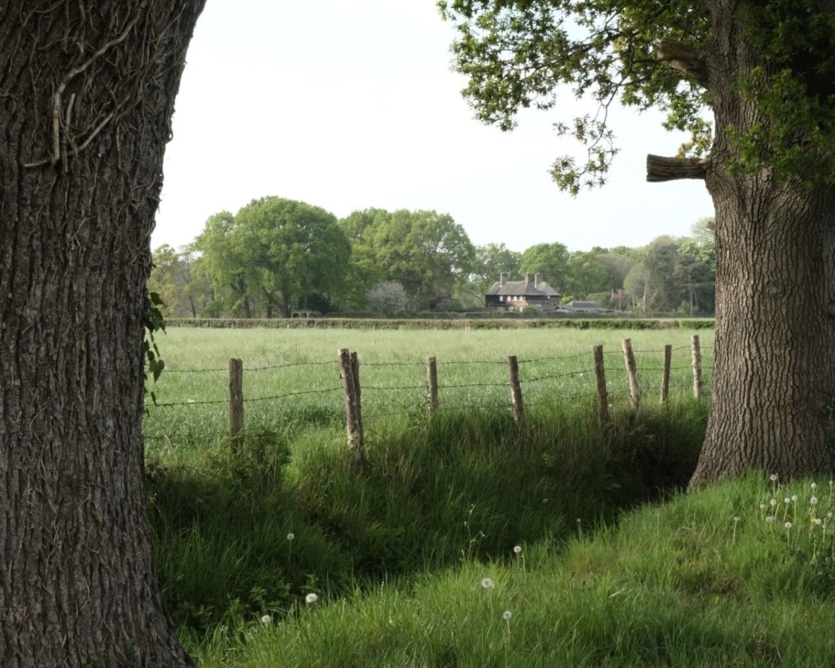 Natural Standard, for Walks in Nature – Film Recipes for Fujifilm Cameras