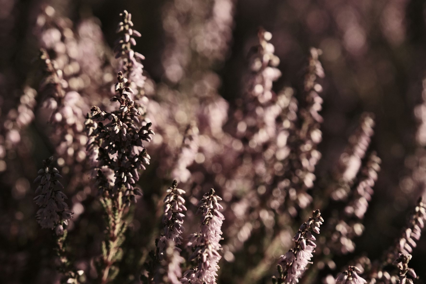 Squid Ink for Deep Dark Tones – Film Recipes for Fujifilm Cameras