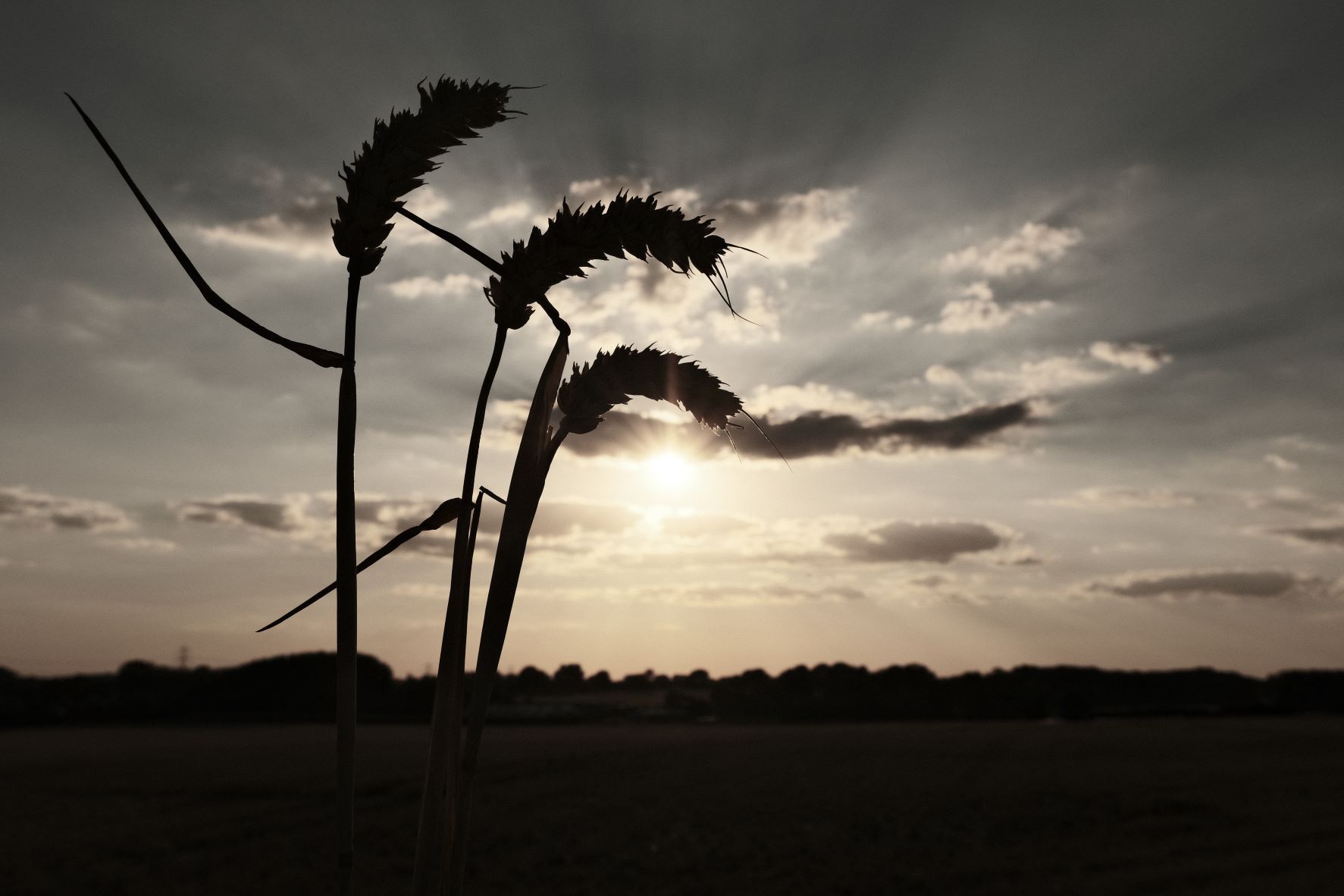 Squid Ink for Deep Dark Tones – Film Recipes for Fujifilm Cameras