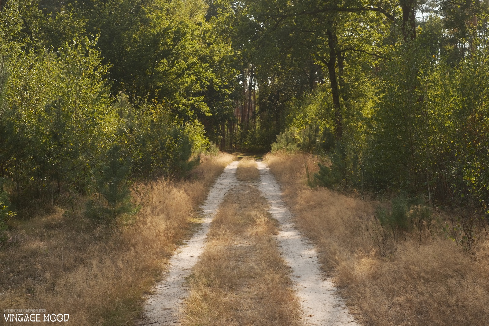 Vintage Mood User Images Gallery – Film Recipes for Fujifilm Cameras