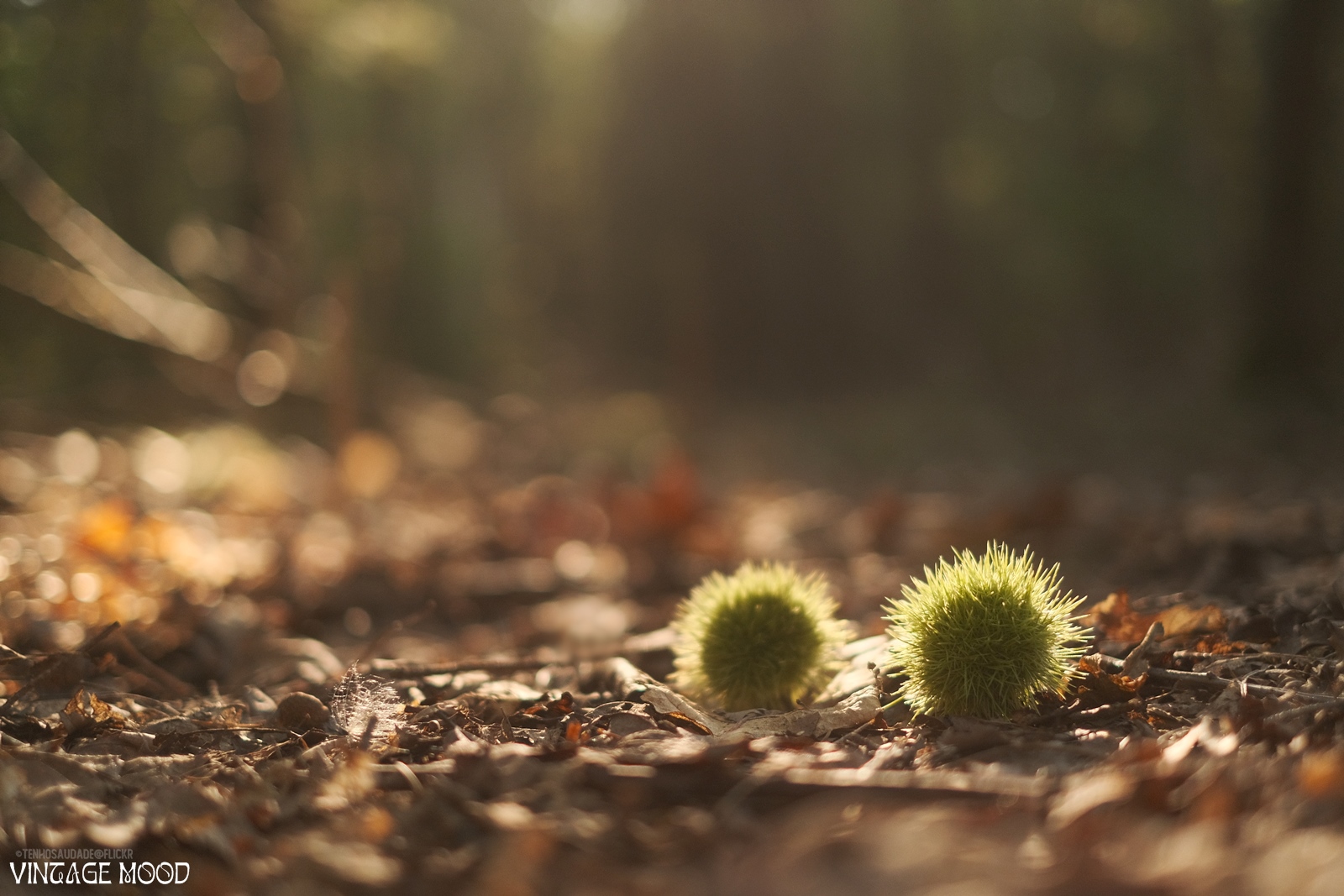 Vintage Mood User Images Gallery – Film Recipes for Fujifilm Cameras