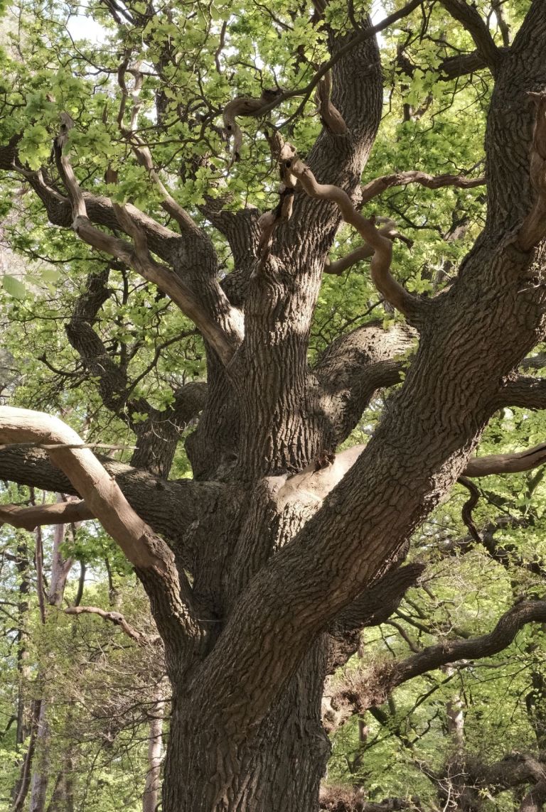 Outdoor Cinema, Dreamy Low Contrast – Film Recipes for Fujifilm Cameras