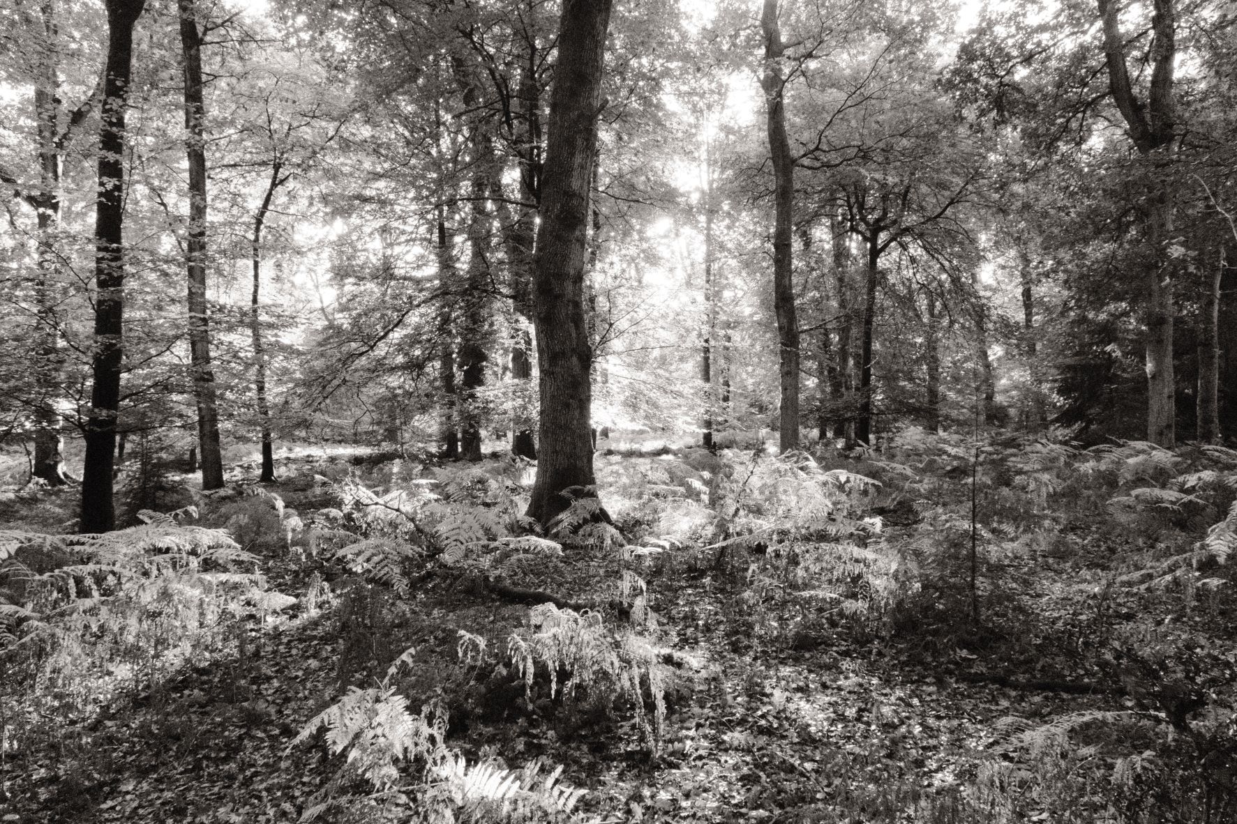 Monographic, Acros Mono for Everyday Use – Film Recipes for Fujifilm ...