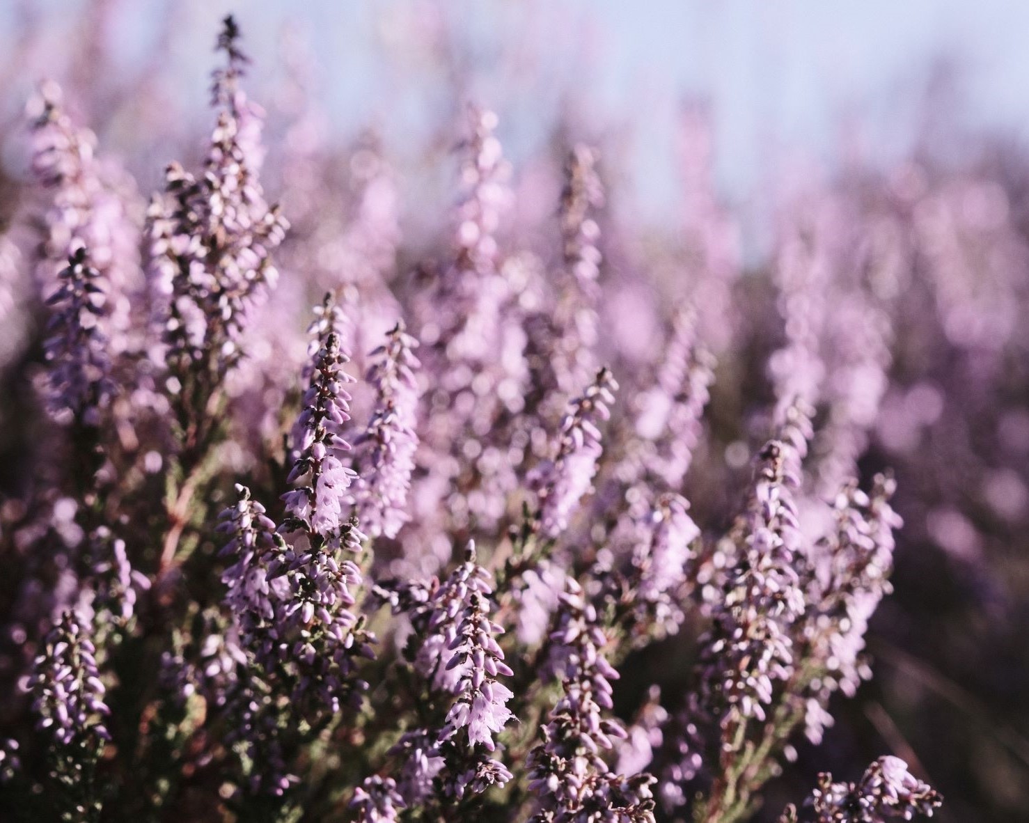 Eterna Bleach Bypass Recipes – Film Recipes for Fujifilm Cameras