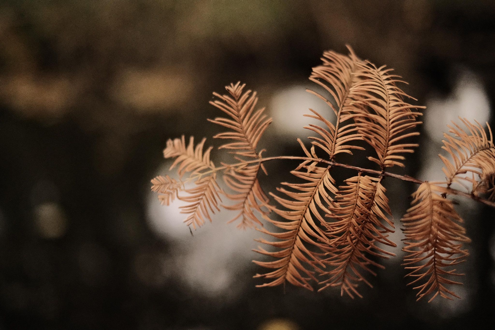 Autumn Vibe, Capture the Efterårsstemning – Film Recipes for Fujifilm ...