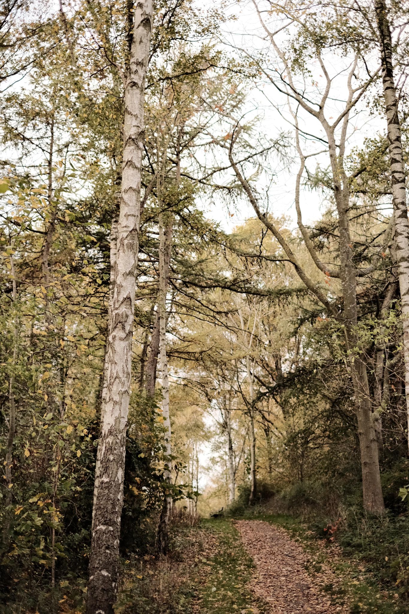 Autumn Vibe, Capture the Efterårsstemning – Film Recipes for Fujifilm ...