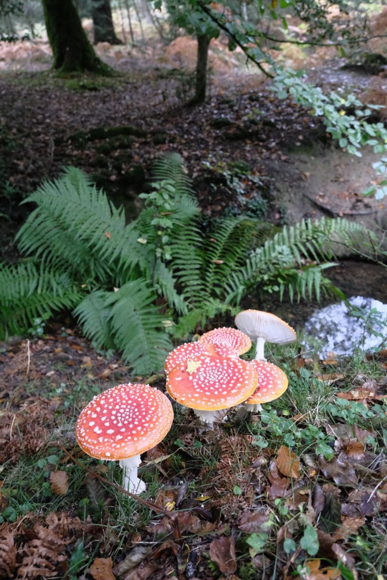 Agfacolor, with Striking Verdant Green – Film Recipes for Fujifilm Cameras