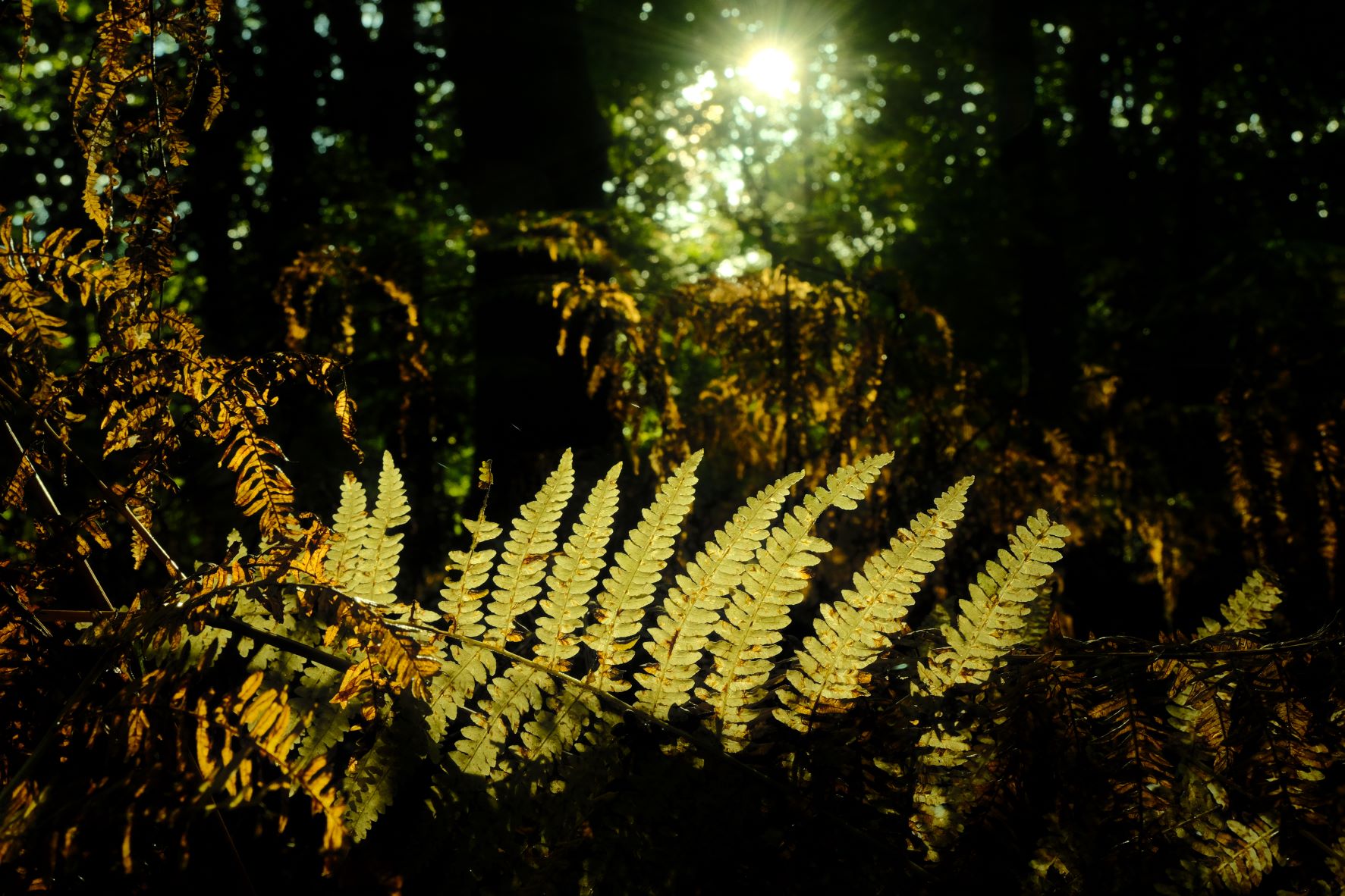 Uranium Glow, Radioactive Alien Green Look – Film Recipes for Fujifilm Cameras