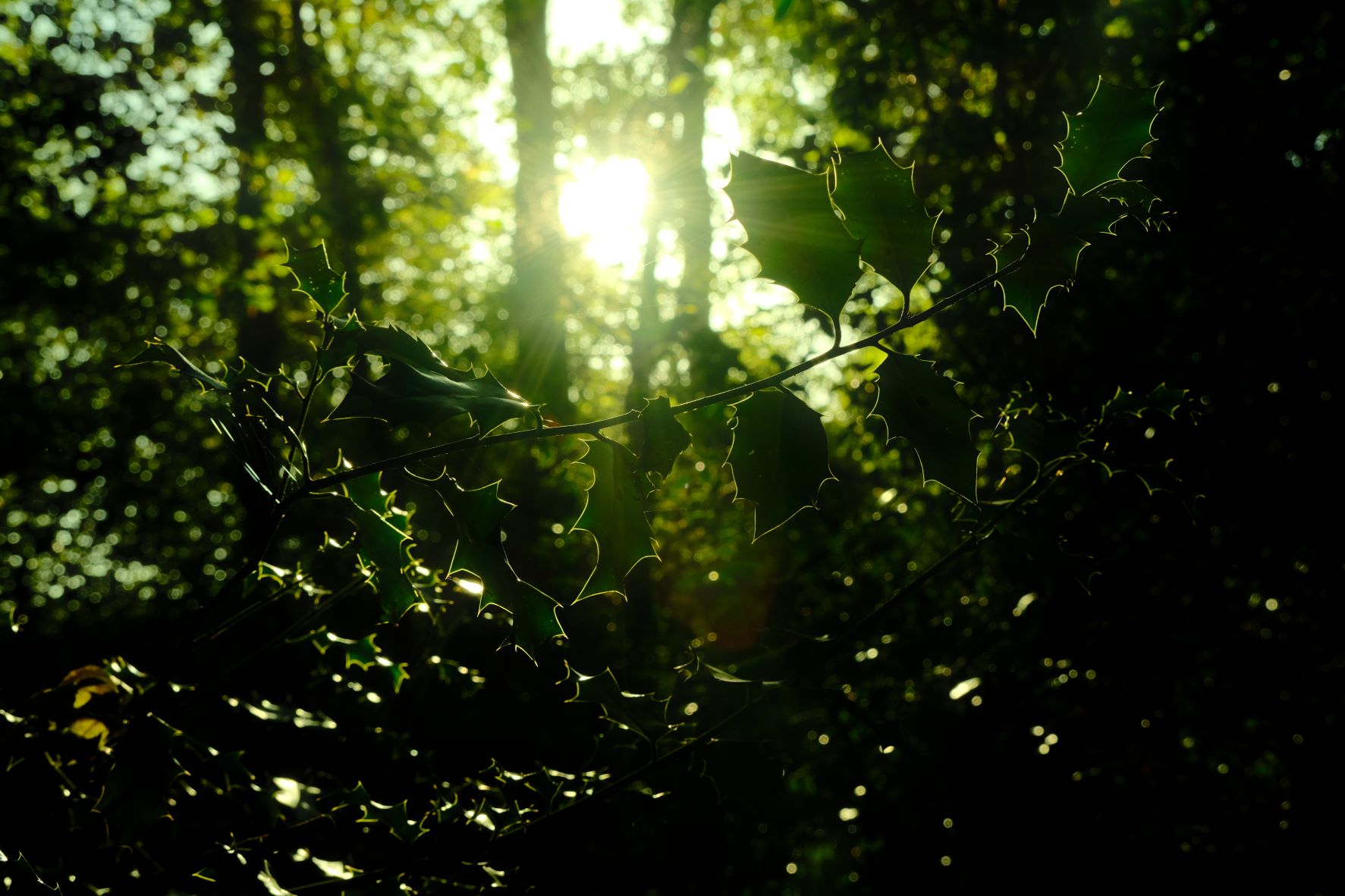 Uranium Glow, Radioactive Alien Green Look – Film Recipes for Fujifilm ...