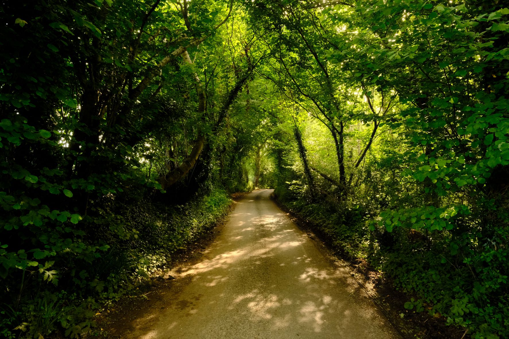 Velvia Dream, Vivid Gold for Older Sensors – Film Recipes for Fujifilm ...