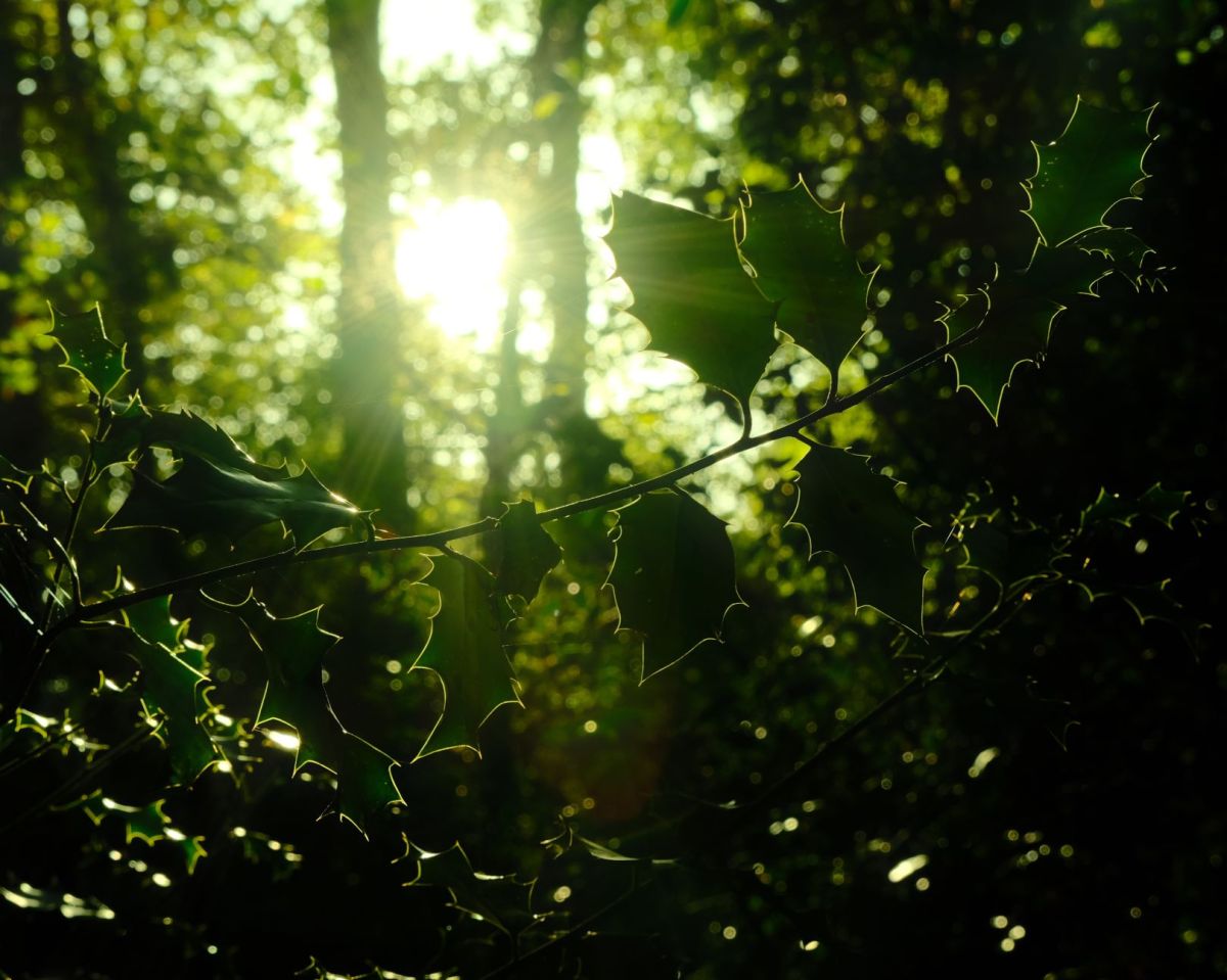 Uranium Glow, Radioactive Alien Green Look – Film Recipes for Fujifilm Cameras