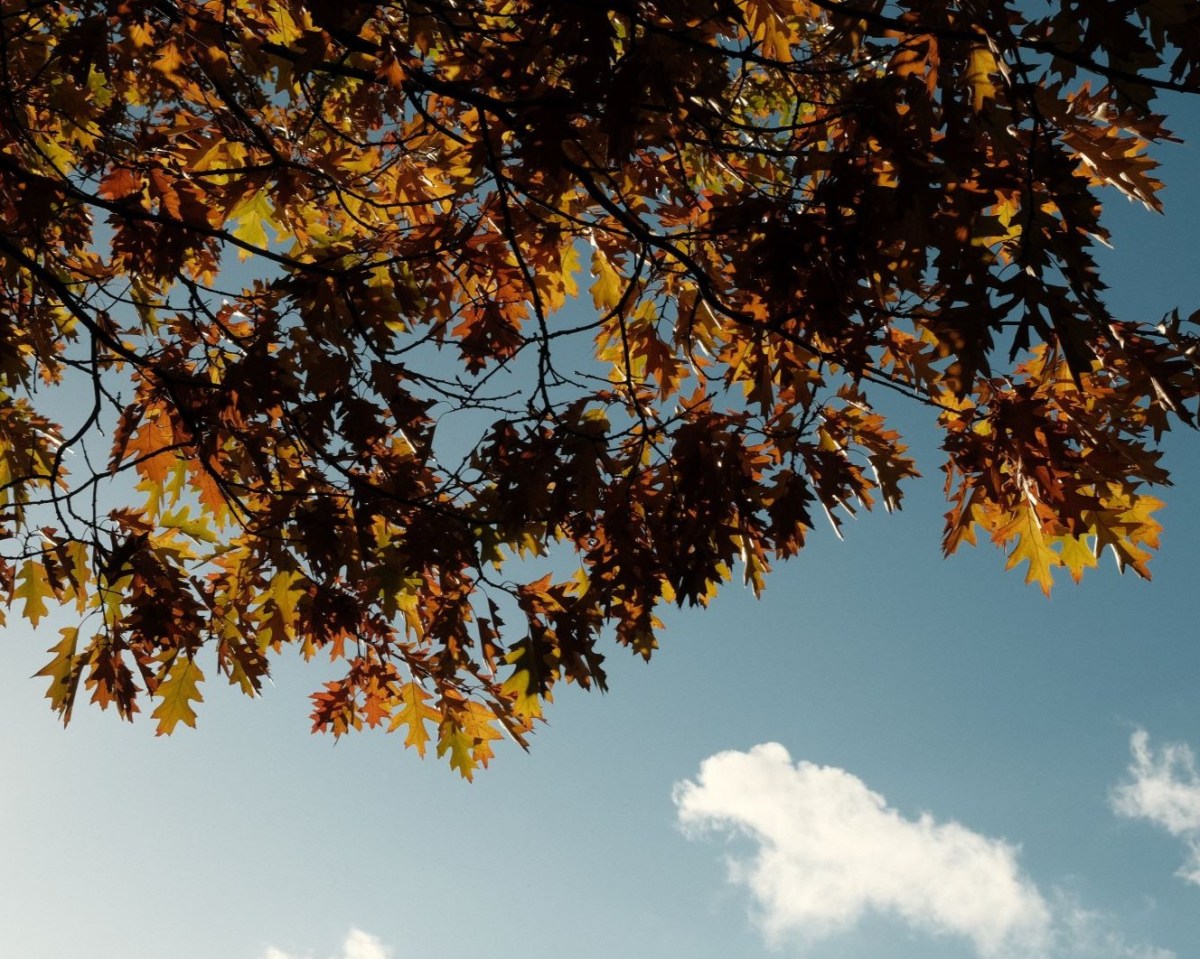 Vintage Kodachrome, The Hip Classic Chrome – Film Recipes for Fujifilm ...