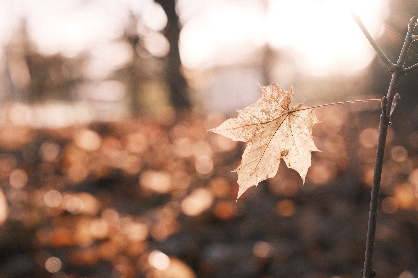 Quartz 400, Pocket Camera Instant Film – Film Recipes for Fujifilm Cameras