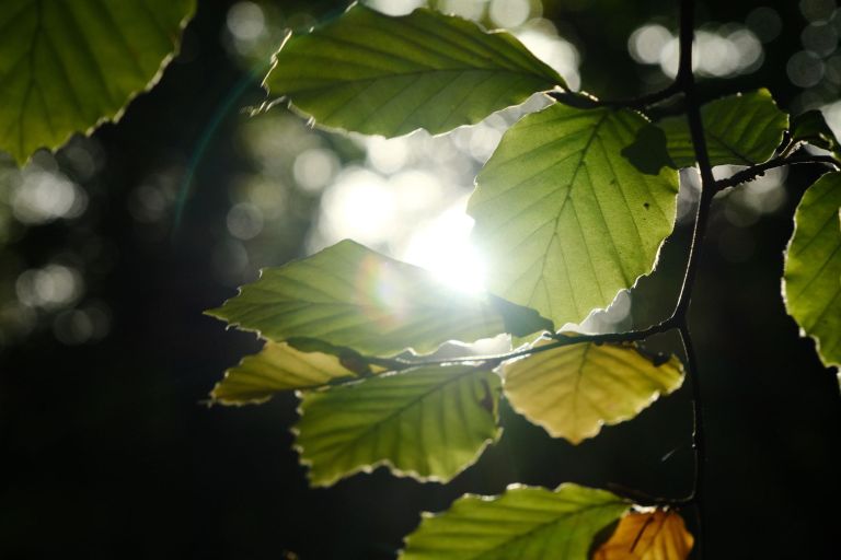 Natural Ambience, a Pure Tones Film Recipe – Film Recipes for Fujifilm ...