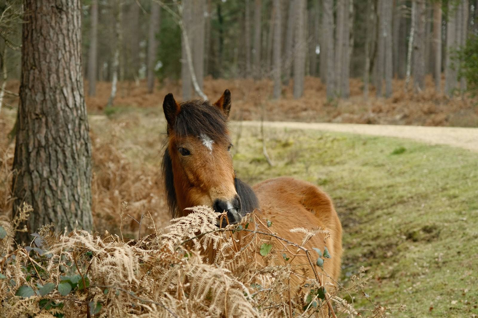 Waldorf Astia, New American Color – Film Recipes for Fujifilm Cameras