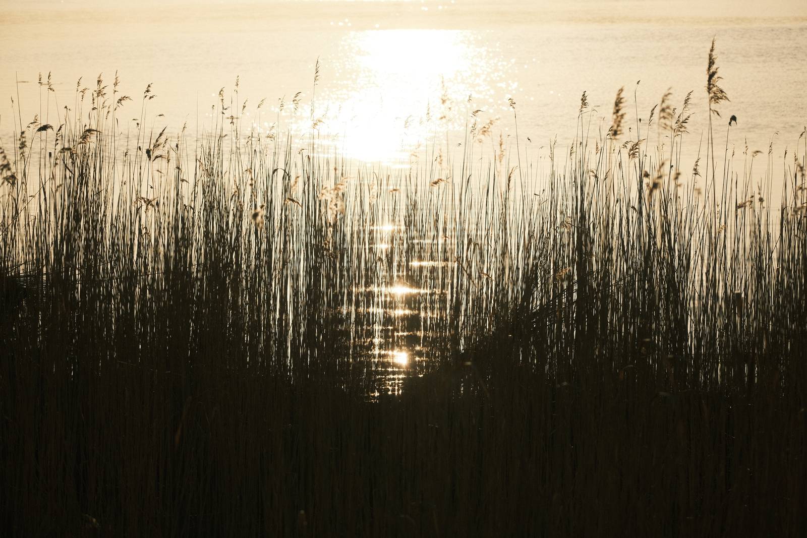 Fujicolor Gold, a Warm Film Like Style – Film Recipes for Fujifilm Cameras