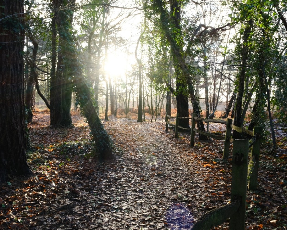 Natural Ambience, a Pure Tones Film Recipe – Film Recipes for Fujifilm ...