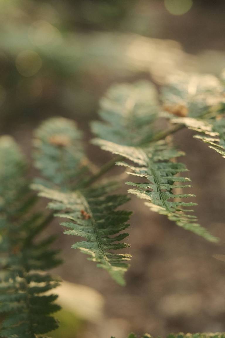 CineStill 400D, Cinematic Soft Tones – Film Recipes for Fujifilm Cameras