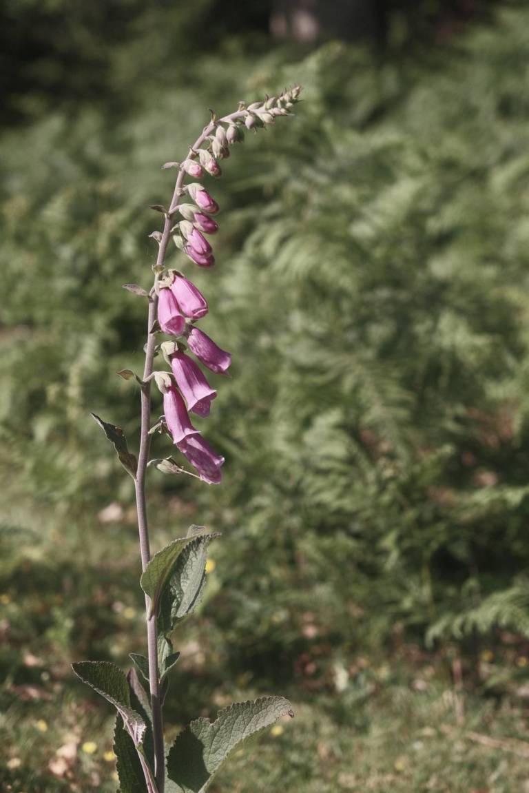 Retroscope, Film Recipe Time Machine – Film Recipes for Fujifilm Cameras