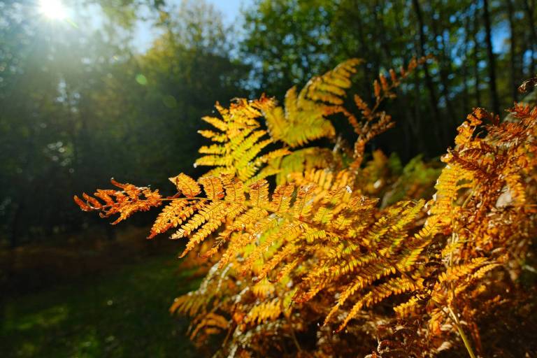 Astia Pops, Punchy Colour Film Recipe – Film Recipes for Fujifilm Cameras