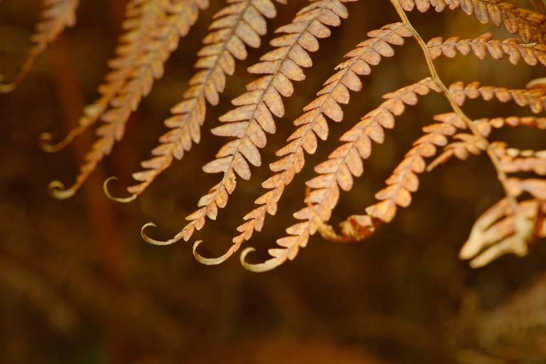 Astia Pops, Punchy Colour Film Recipe – Film Recipes for Fujifilm Cameras