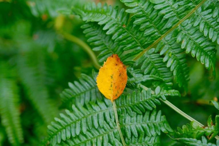 Astia Pops, Punchy Colour Film Recipe – Film Recipes for Fujifilm Cameras