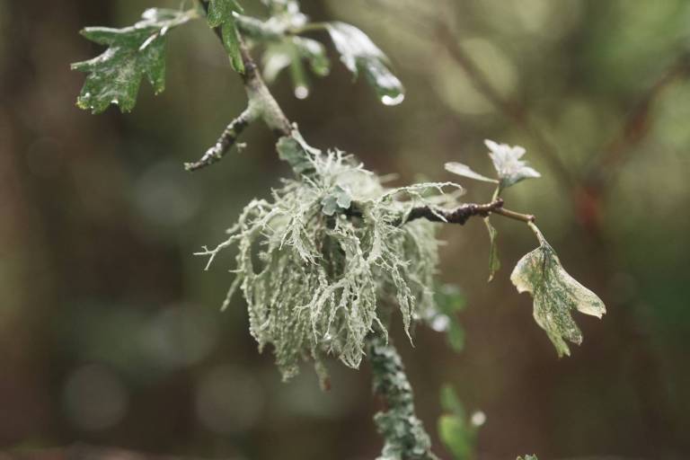 Retroscope, Film Recipe Time Machine – Film Recipes for Fujifilm Cameras