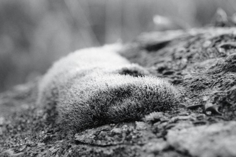 Agfa APX 400, Grainy Mono Film Recipe – Film Recipes for Fujifilm Cameras