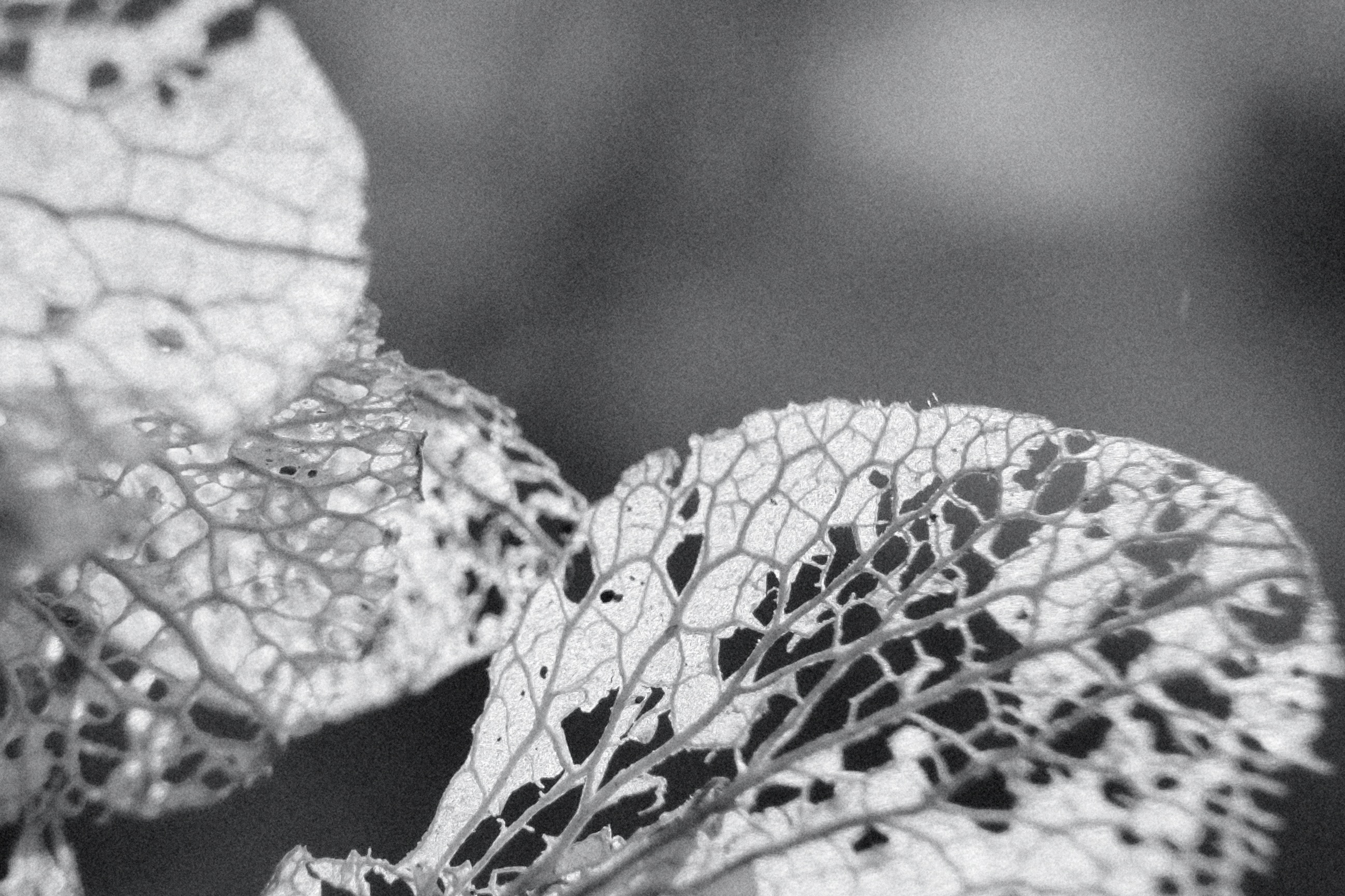 Agfa APX 400, Grainy Mono Film Recipe – Film Recipes for Fujifilm Cameras