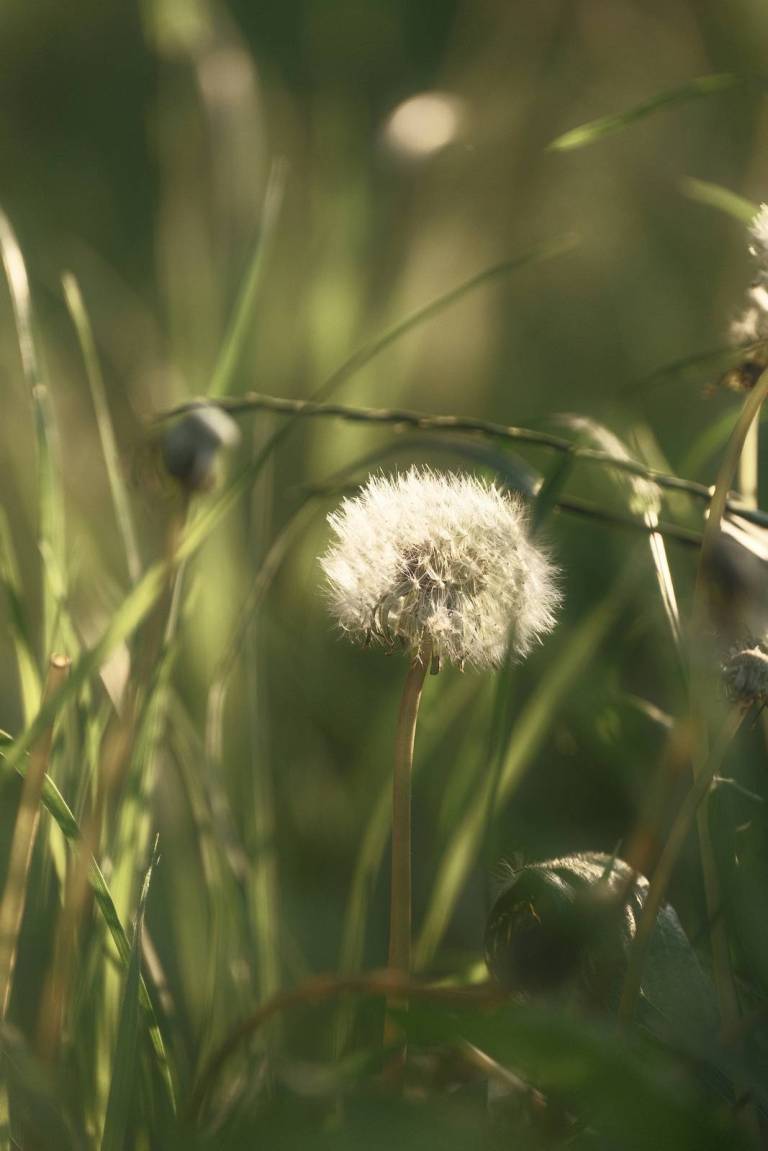 Collodion Color, Early Film Process – Film Recipes for Fujifilm Cameras