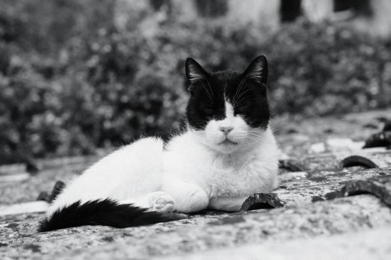 Agfa APX 400, Grainy Mono Film Recipe – Film Recipes for Fujifilm Cameras