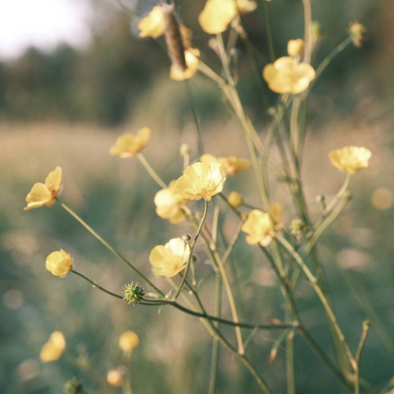 Polaroid SX70 Film Recipe – Film Recipes for Fujifilm Cameras