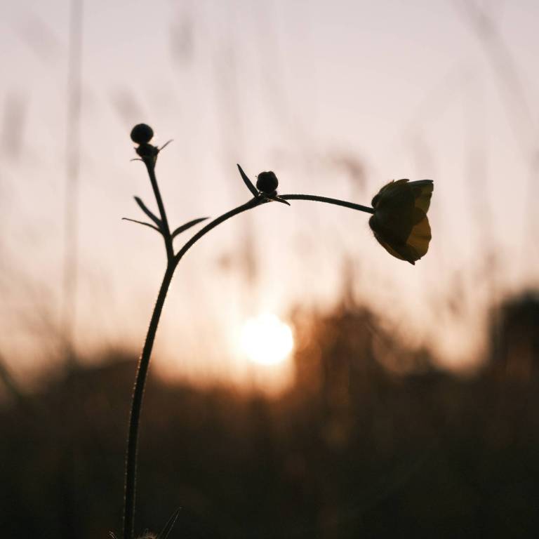 Polaroid SX70 Film Recipe – Film Recipes for Fujifilm Cameras