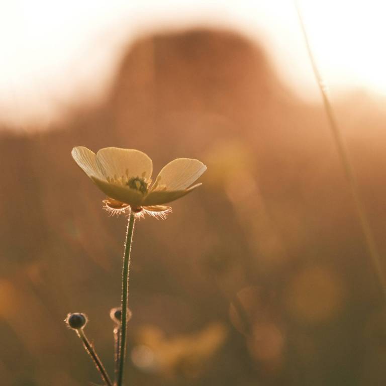 Polaroid SX70 Film Recipe – Film Recipes for Fujifilm Cameras