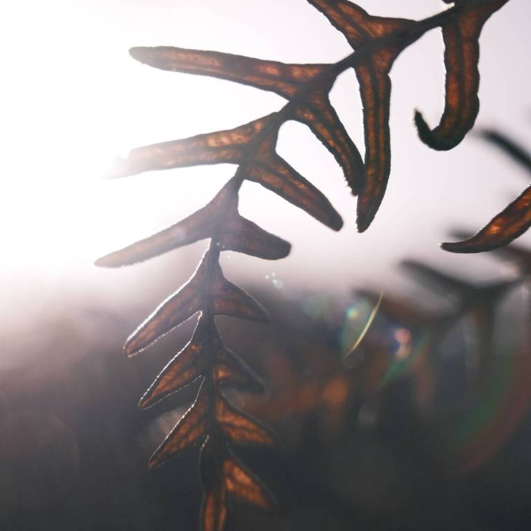 Polaroid SX70 Film Recipe – Film Recipes for Fujifilm Cameras