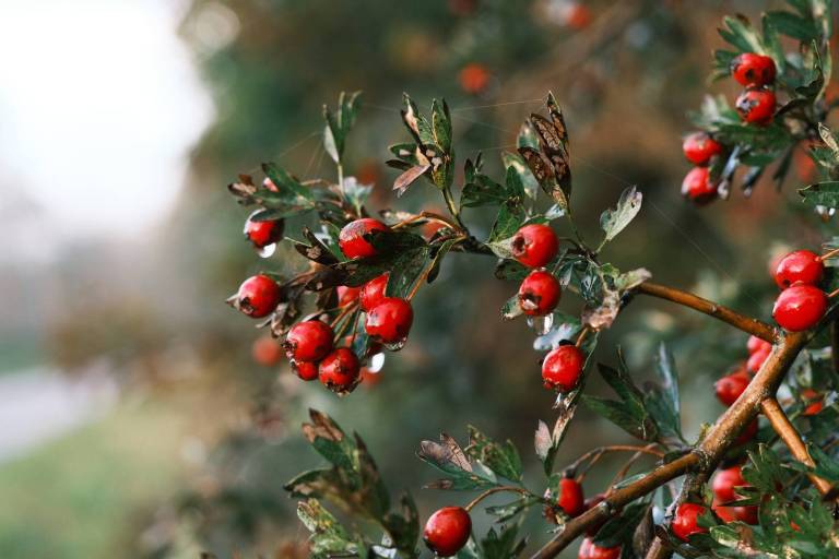 Woodland Negative, Outdoor Classic Negative – Film Recipes for Fujifilm ...