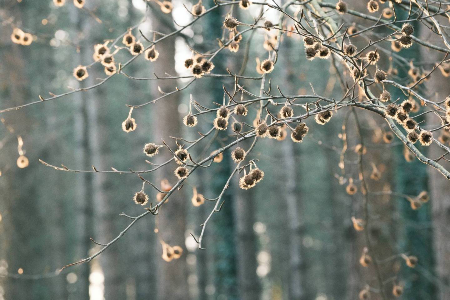 Woodland Negative, Outdoor Classic Negative – Film Recipes for Fujifilm ...