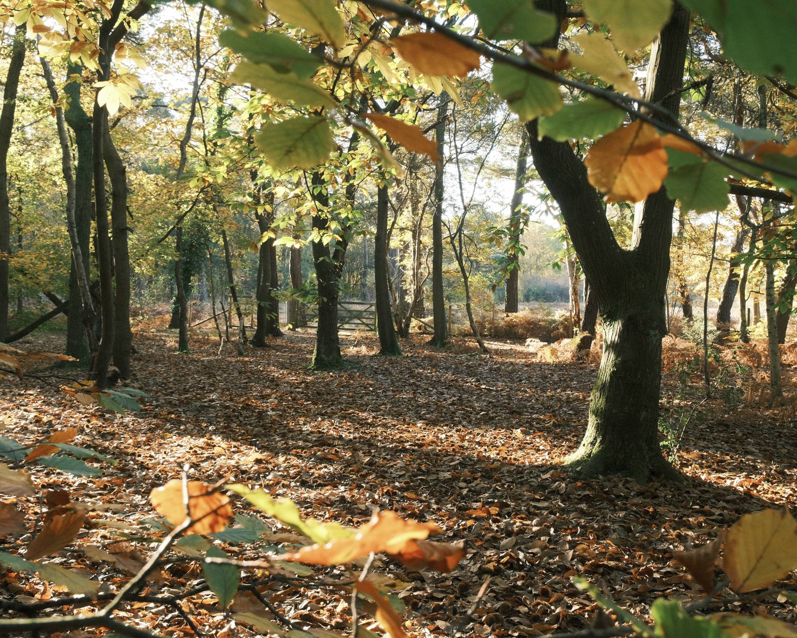 Kodak Portra for a Classic Soft Look – Film Recipes for Fujifilm Cameras