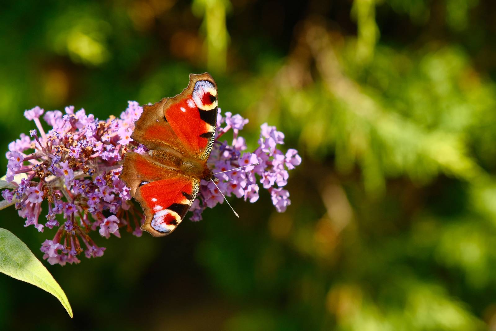 Soft Power, an Astia Recipe for Everyday – Film Recipes for Fujifilm ...