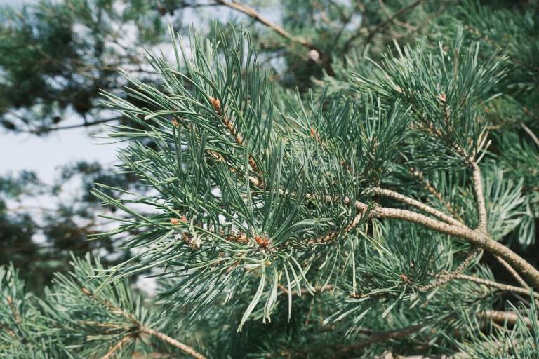 Spruce Goose, Pine Tree Forest Greens – Film Recipes for Fujifilm Cameras