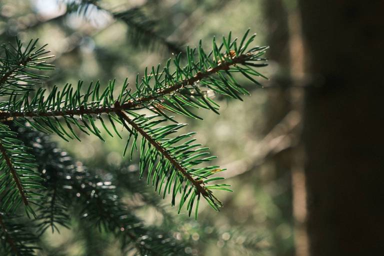 Spruce Goose, Pine Tree Forest Greens – Film Recipes for Fujifilm Cameras