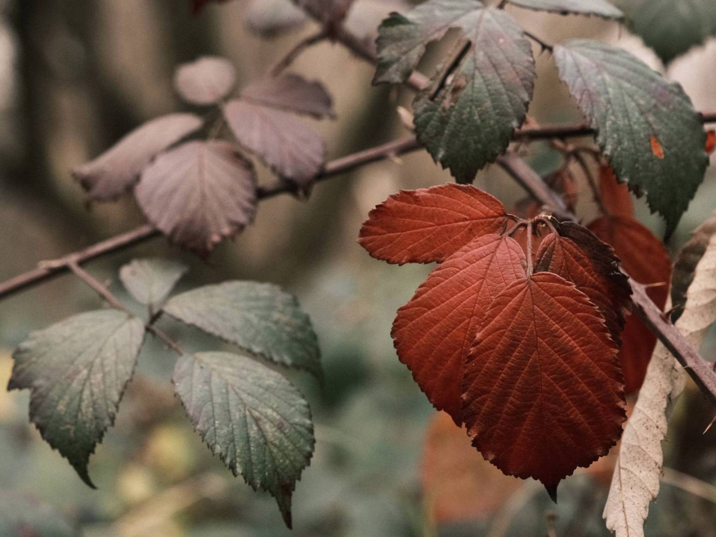 Film Recipes for Winter – Film Recipes for Fujifilm Cameras